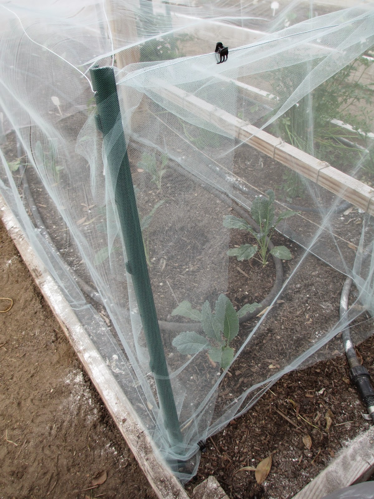 Andie's Way: Making Bigger Cabbage Row Covers