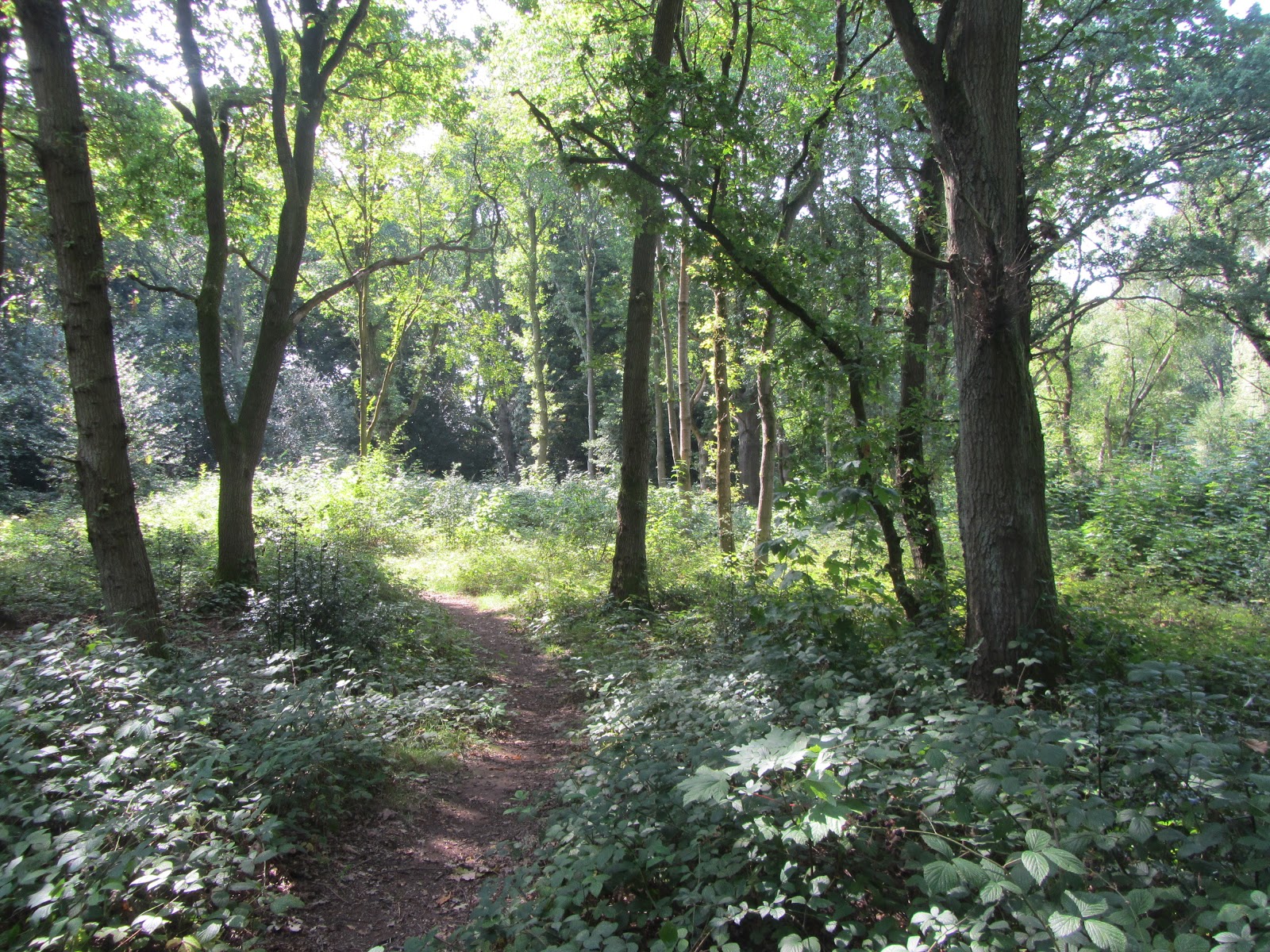 Ham Photos: Ham Common Woods