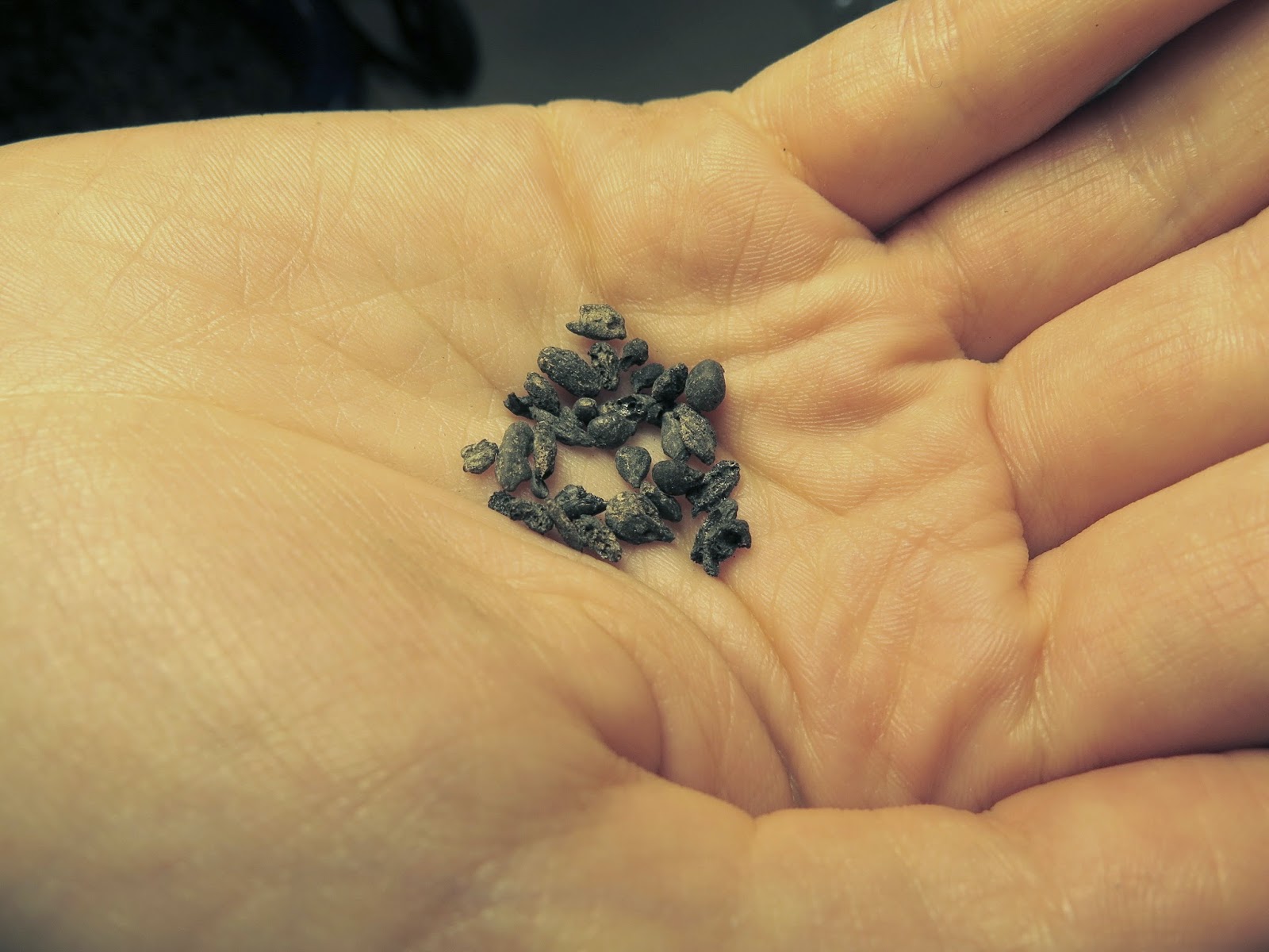 Byzantine Military: 1,500-Year-Old Charred Byzantine Grape Seeds ...