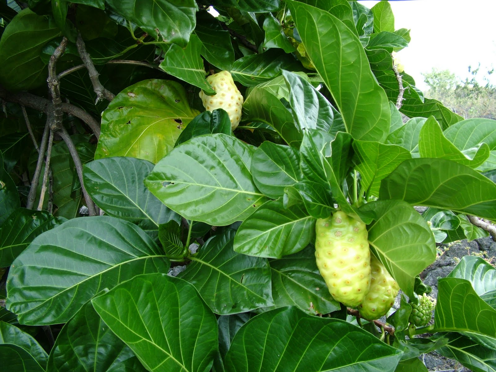 Michael O. Varhola: Kaloko-Honokohau National Historical Park