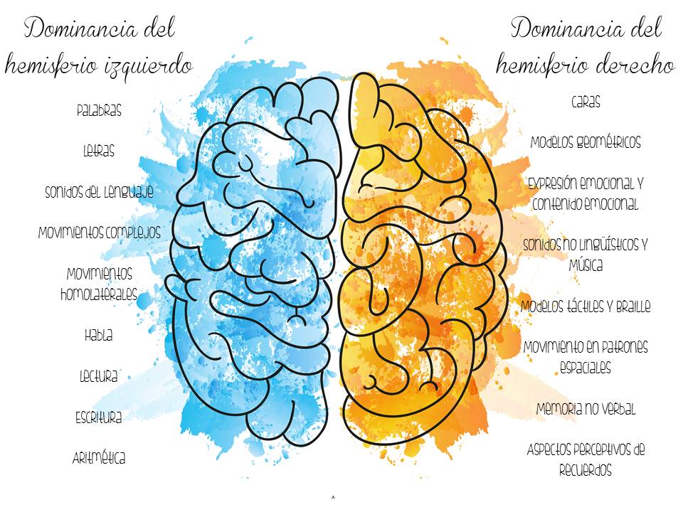 NEUROCIENCIAS DE LA CONDUCTA: Lateralización, lenguaje y cerebro escindido