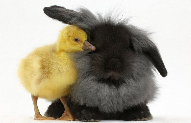 Conejo o Pato - Test de personalidad