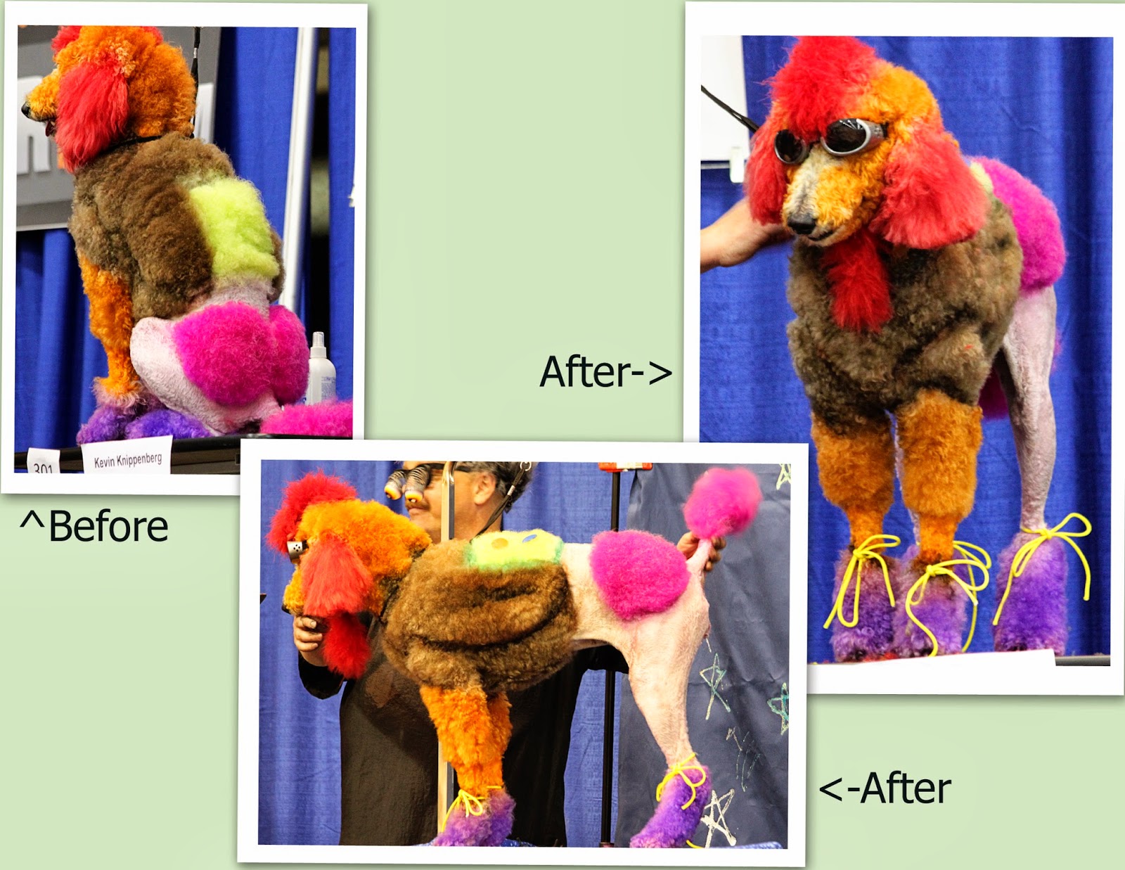 Pet Grooming: The Good, The Bad, & The Furry: Creative Grooming Groom ...