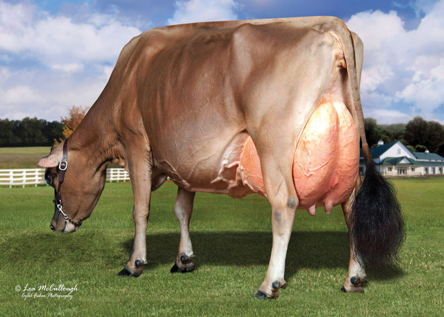 Dairy Cow Breeds And Their Features Ufugaji Bora Wa Kisasa