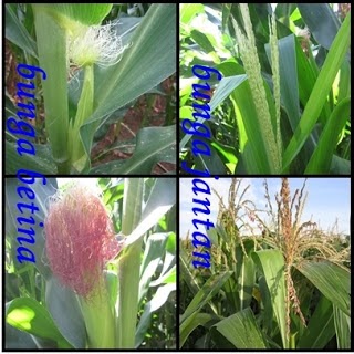 Agricultural Science Base: Morphology of Corn
