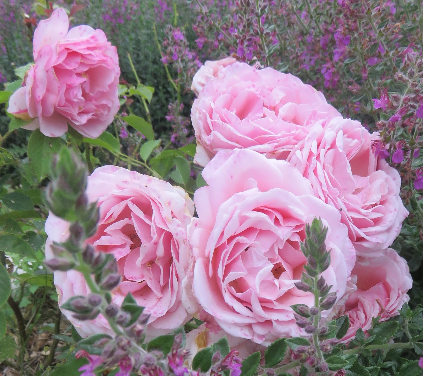 Fée du jardin et du logis