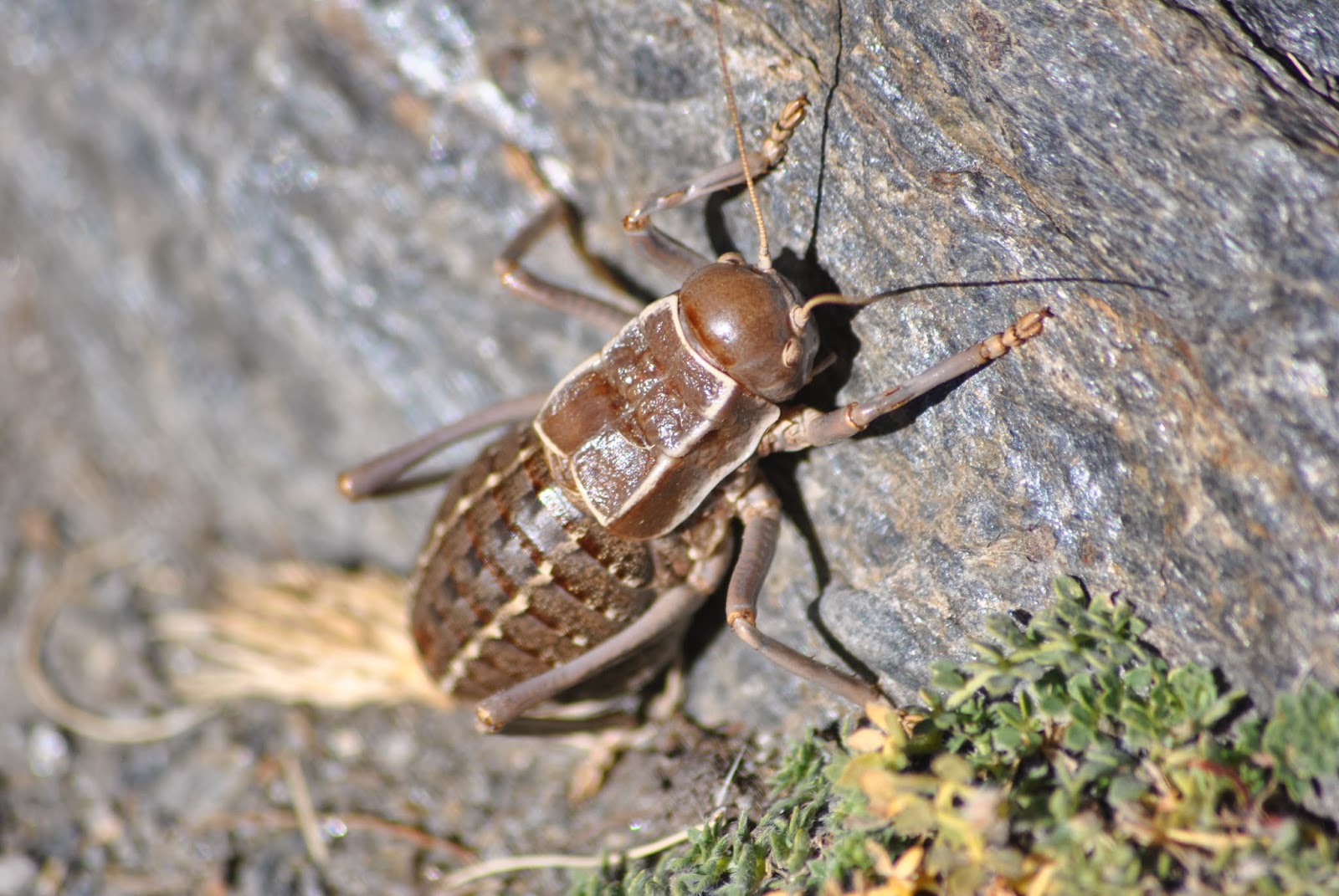 Insectos de la Sierra de Huetor: Orden Orthoptera