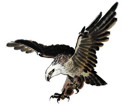 SUMPAHAN TOK KADOK: SERANGAN BURUNG HELANG DI TELOK BAKONG.