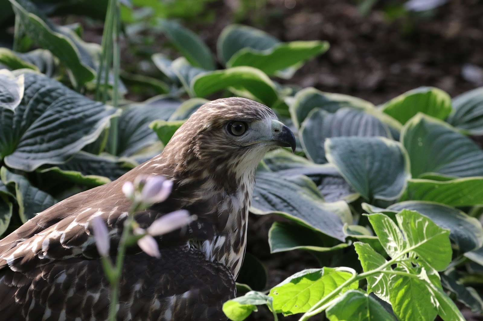 EV Grieve: Christo makes the case for a larger bird bath in Tompkins ...