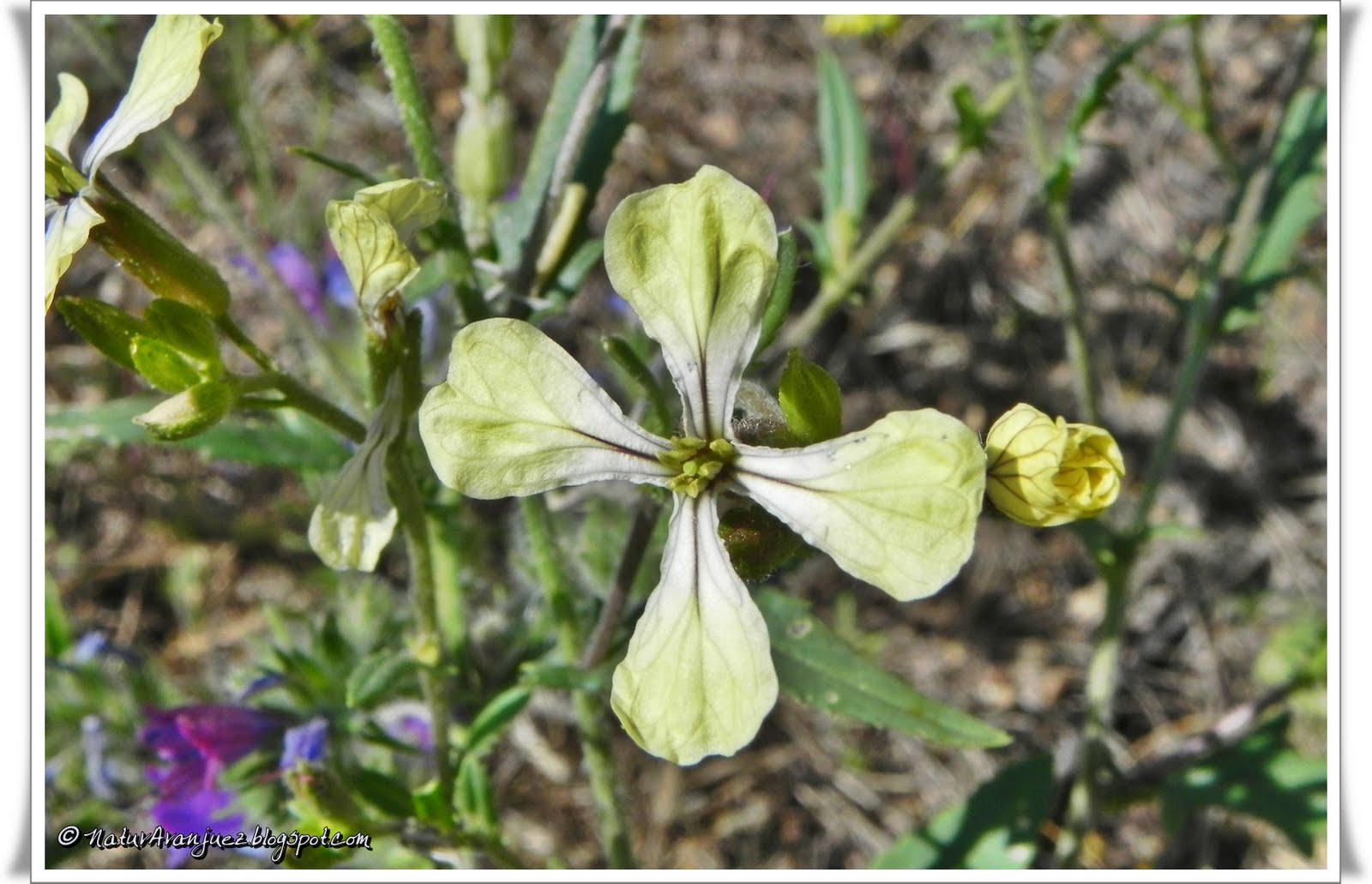 NaturAranjuez: RÚCULA - Eruca vesicaria