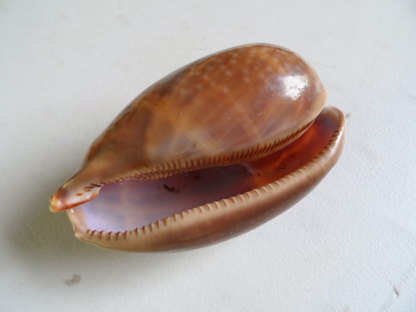 conchas y caracoles: CYPRAEA CERVUS