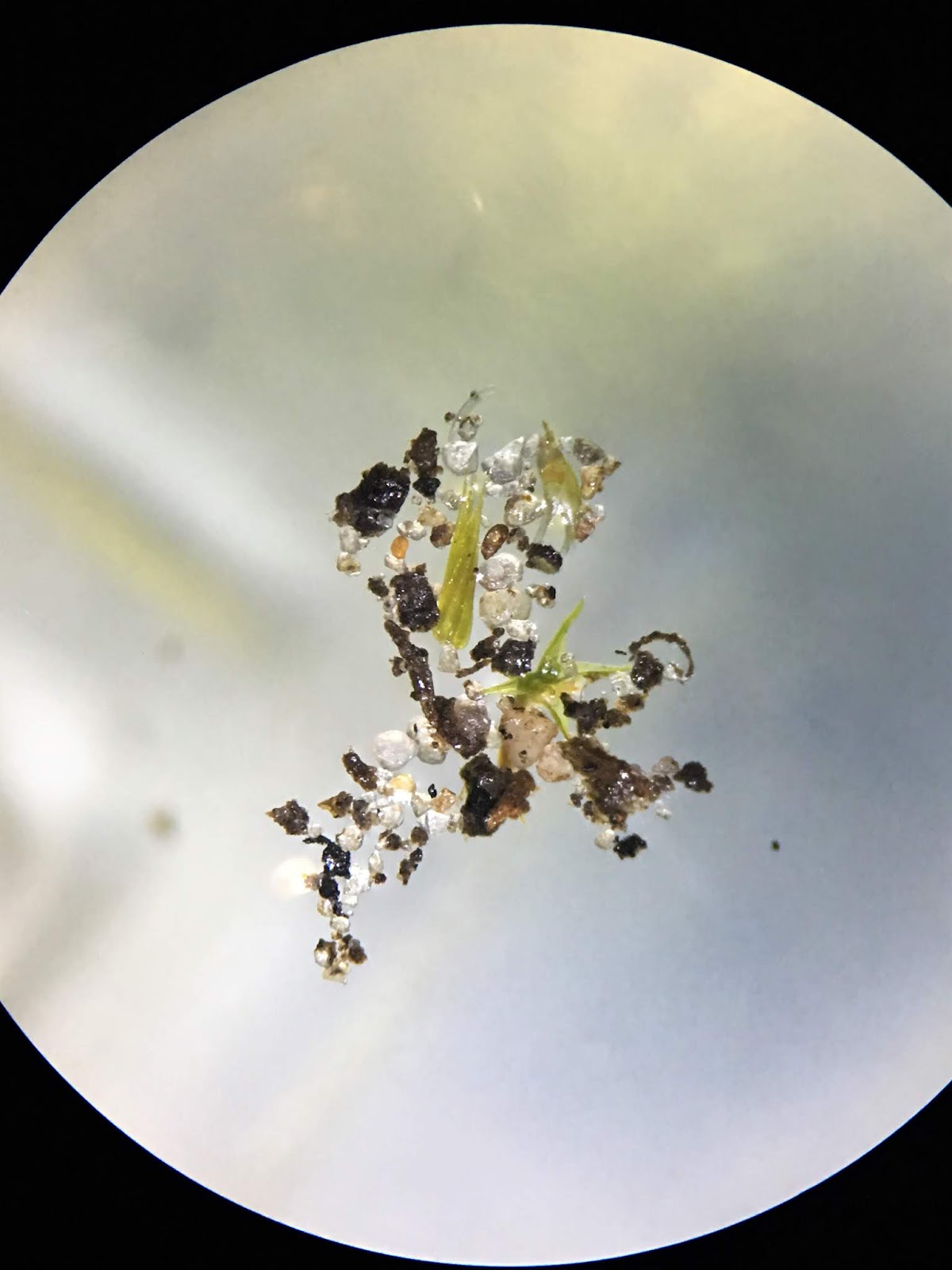 Binoculars, net and bug pots...: Mini-Tullgren Funnel for mini-beasts!