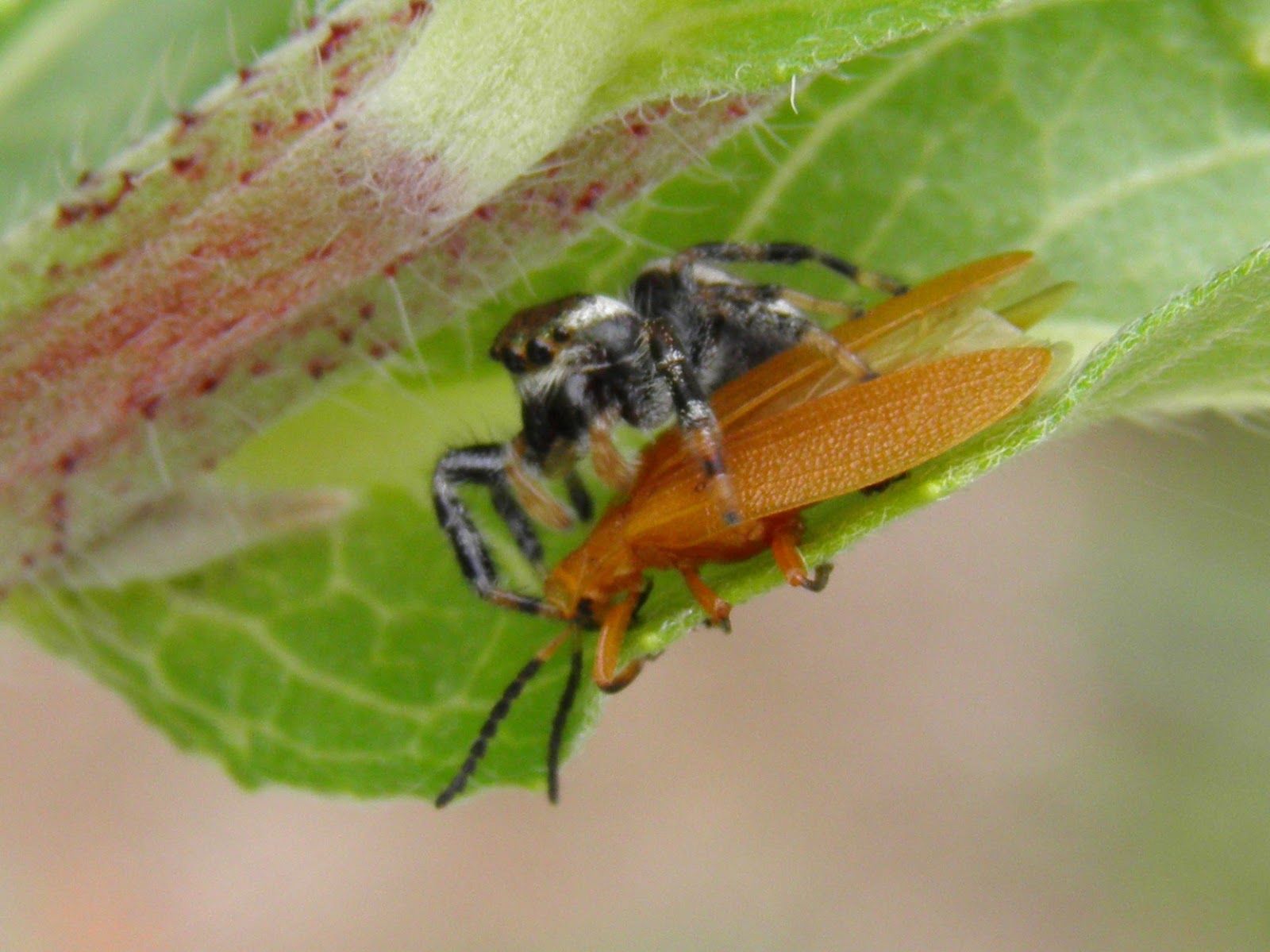 Arizona: Beetles, Bugs, Birds and more: A Weekend of Rare Cerambycids