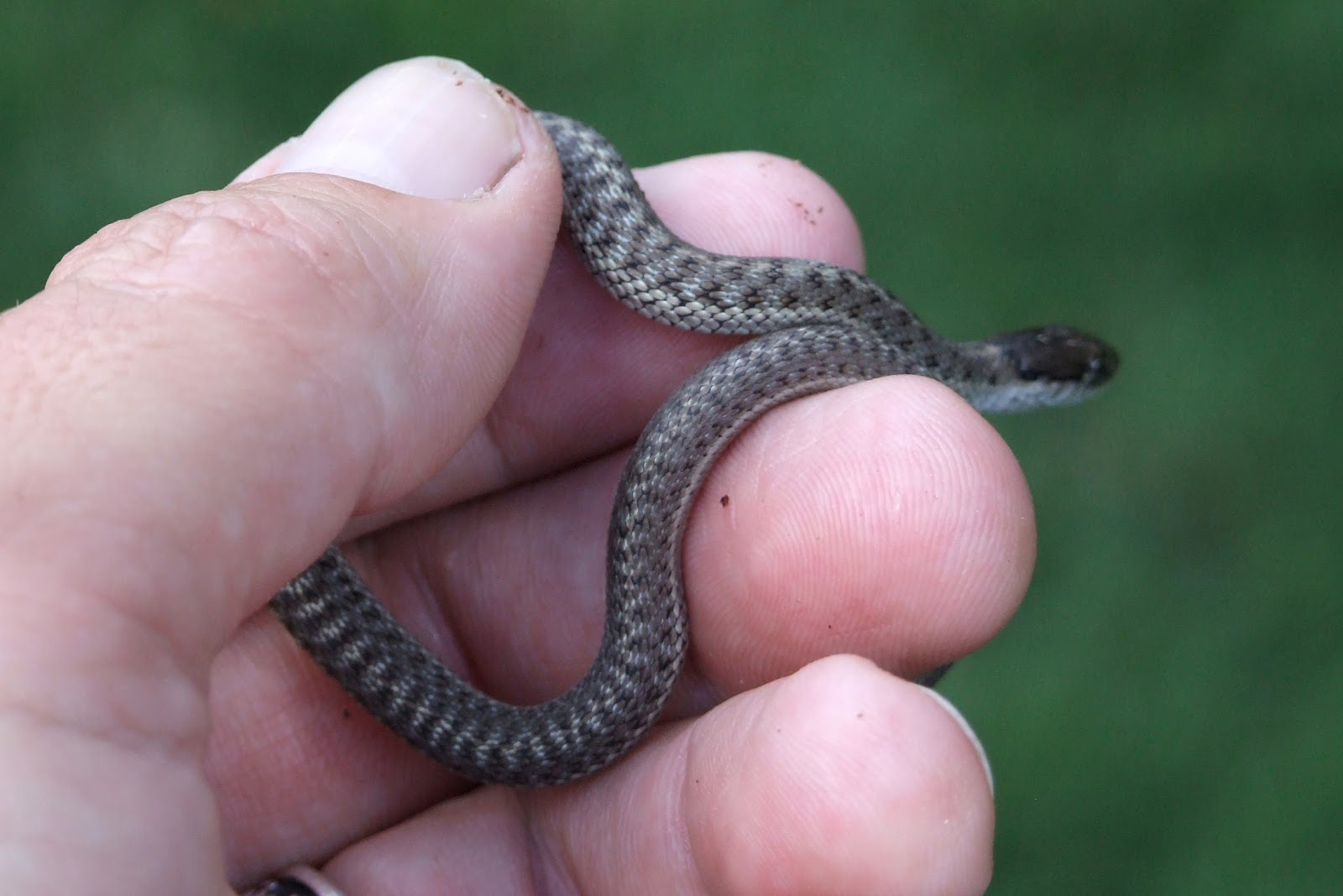 Skunk Tracks: Garter Snake in Grand Junction, CO