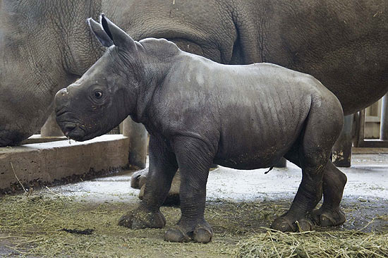 Nós, os Cachorros - No Japão: Bebê rinoceronte não desgruda da mãe em ...