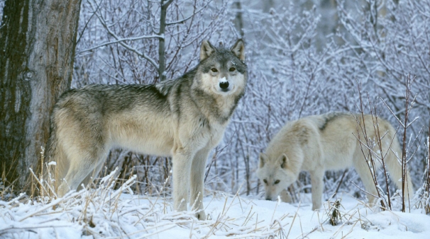 White Wolf : How Do The Wolves Handle The Cold? (Video)