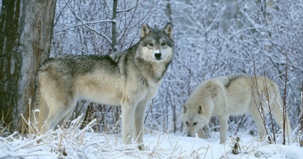 White Wolf : How Do The Wolves Handle The Cold? (Video)