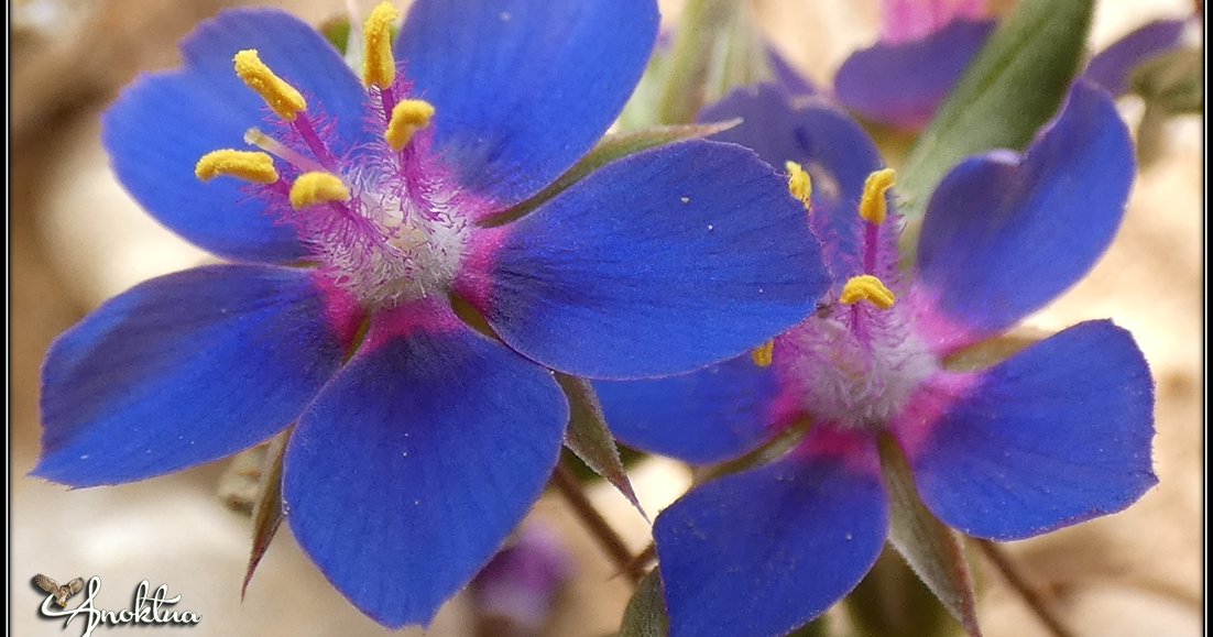 Biodiversitat del Marquesat: Una de Superherois: Anagallis arvensis