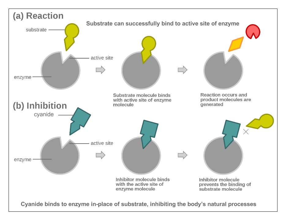 Gold Mining And The Dangers Of Its Effects: Cyanide's Toxicity