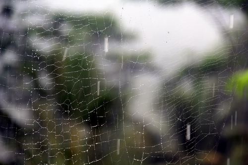 Bali News Blog: Bali Spider's Web