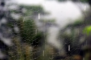 Bali News Blog: Bali Spider's Web