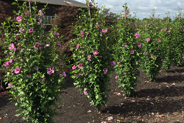 Proven Winners® ColorChoice® Plant of the Week: Plant of the Week ...