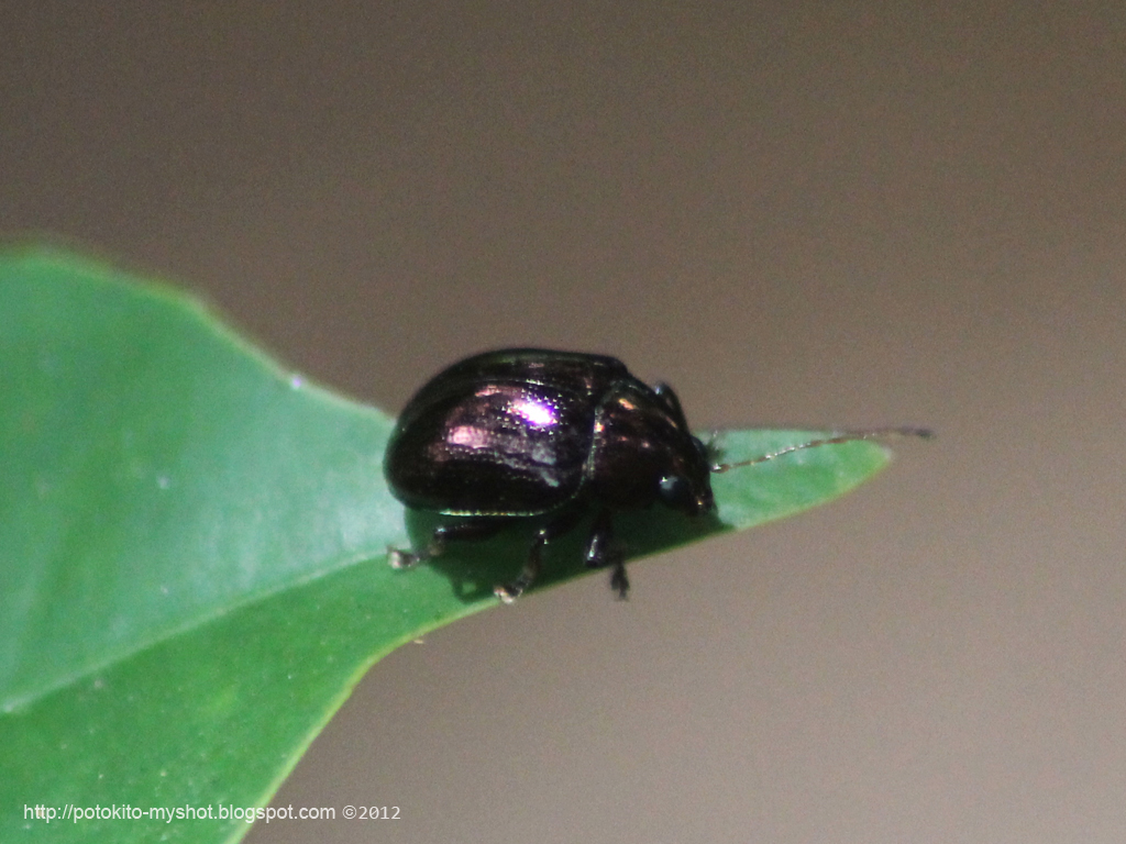 My Shot Gallery of Bengkulu: Black Shiny Leaf Beetle (Paria sp ...