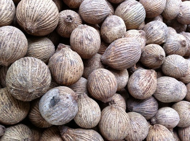 BUAH KULIM🌿KAPSUL🌿