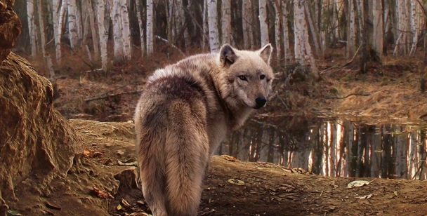 White Wolf : Humans Owe Their Survival To Wolves