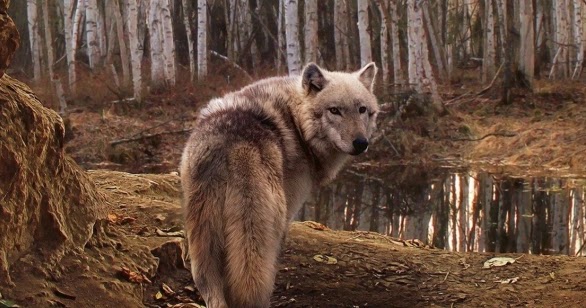 White Wolf : Humans Owe Their Survival To Wolves