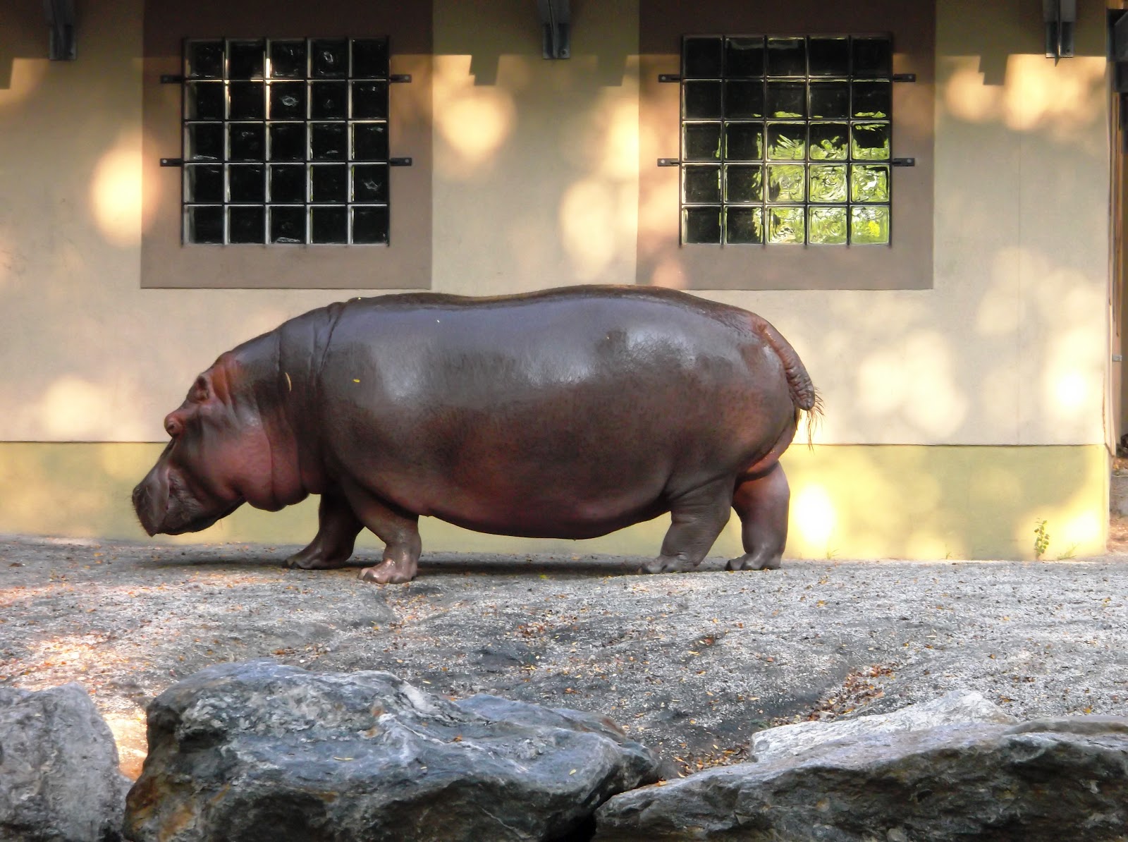 Our Zoo Blog: The Philadelphia Zoo | Hippo | Oct. 2012