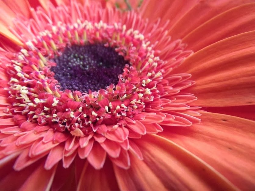 Macro Flowers Photos