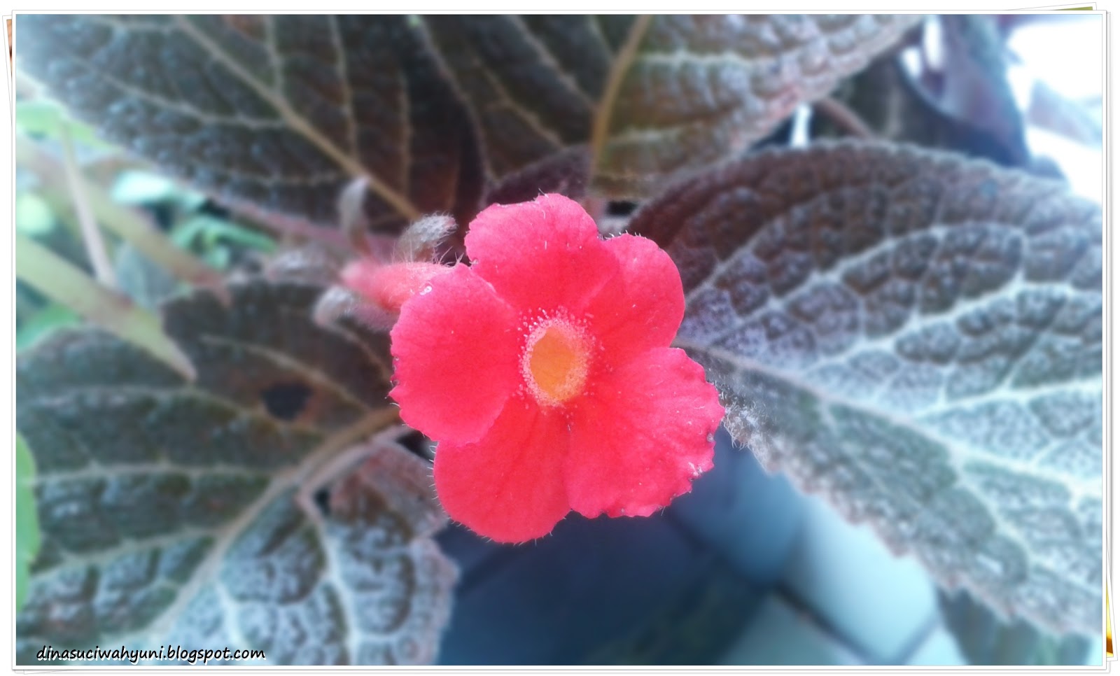 JENIS DAN NAMA - NAMA BUNGA (TANAMAN HIAS " BUNGA CANTIK") | JDSK