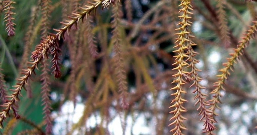 Taxonomia Plantae no Magnoliopsida: Phylum Tracheophyta Clase Pinopsida ...