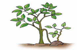 Blog Biasa: Perkembangbiakan Generatif dan Vegetatif Hewan dan Tumbuhan