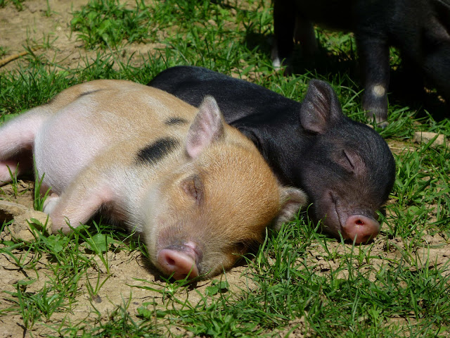 Atelier auf dem Hof: Minischweinchen
