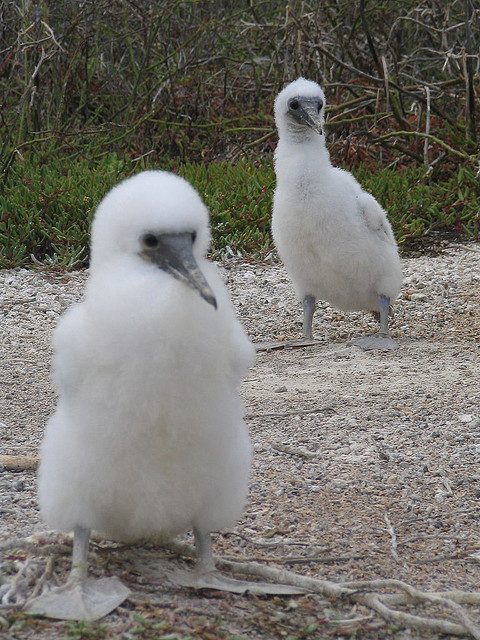 Boobies Dive Bombing for Their Dinner - Galápagos Eco Friendly: The Blog
