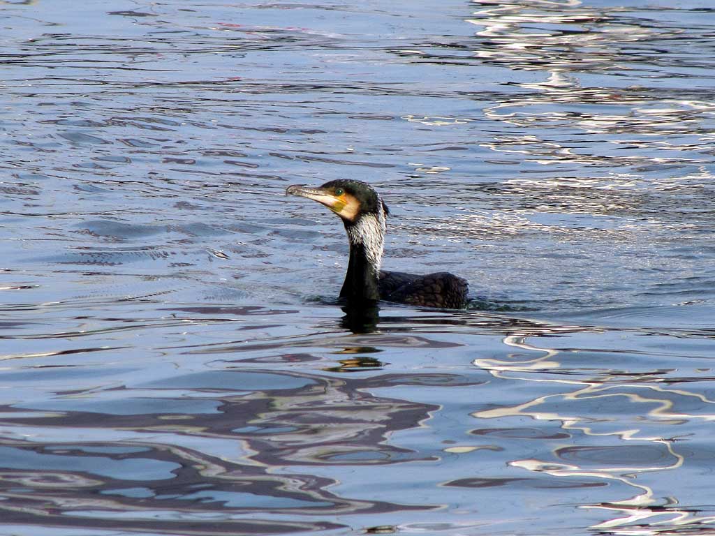 Livorno una foto al giorno: Il cormorano