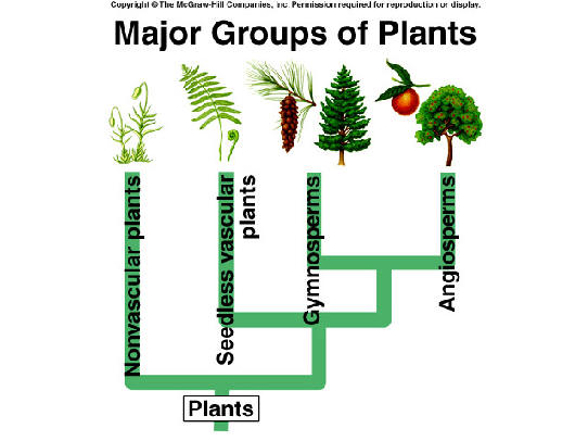 Biology is life: Classification of Plantae