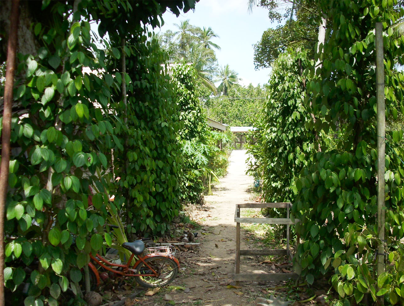 Kebun Sahang Pak Mursalim benar-benar lapang bisa pakai sepeda, tukang ...