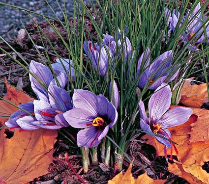 Backyard Patch Herbal Blog: Saffron - Herb of the Week