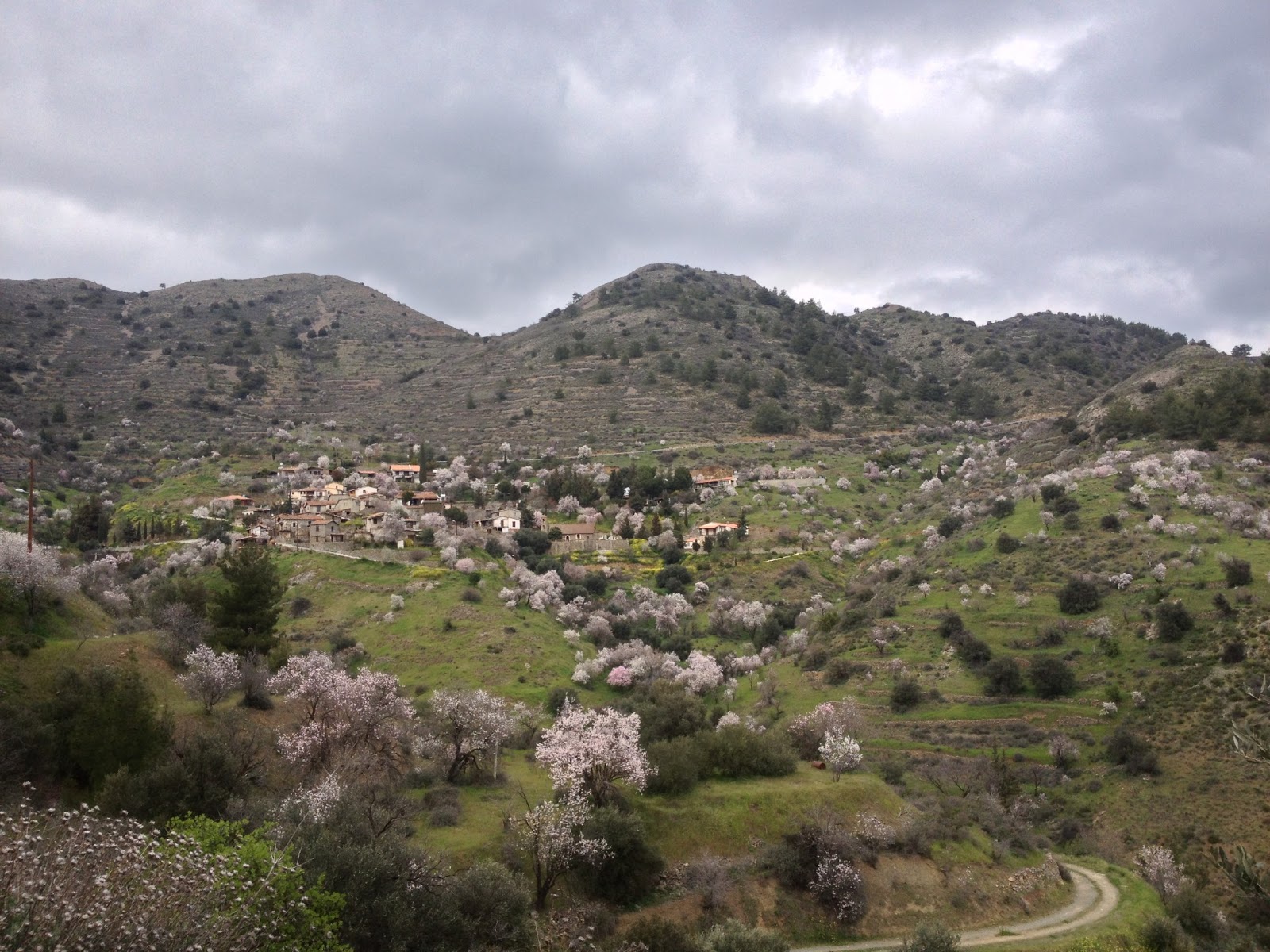 SecretCyprusTravel: Almond trees at Lazanias village, Nicosia