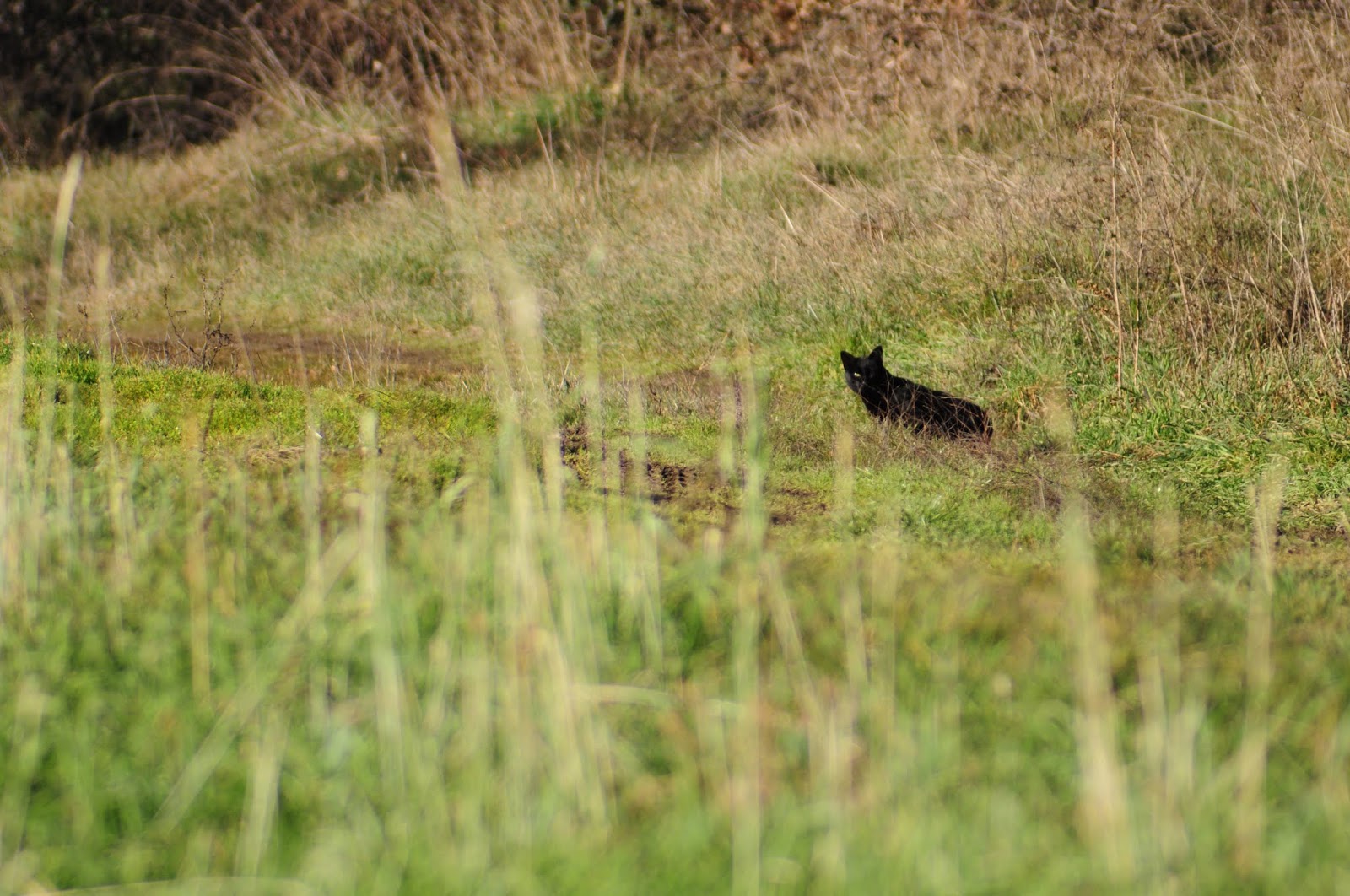 Verín Natural: Censo ibérico de Aguia peixeira invernante 2019