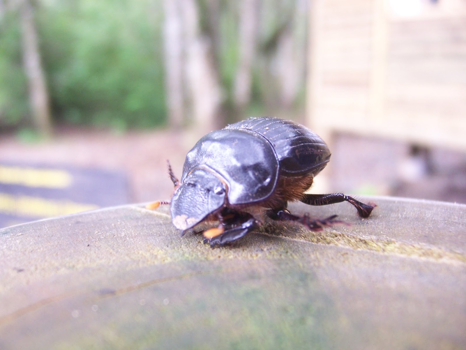Parque Ambiental Municipal Rio Loro: FOTOS