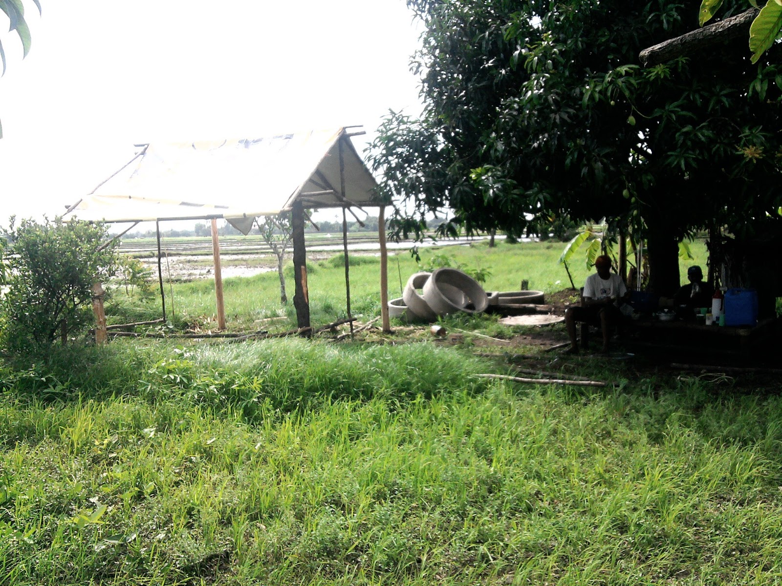 RiceLand and Mangoes: Building Kubo facing the Rice Field