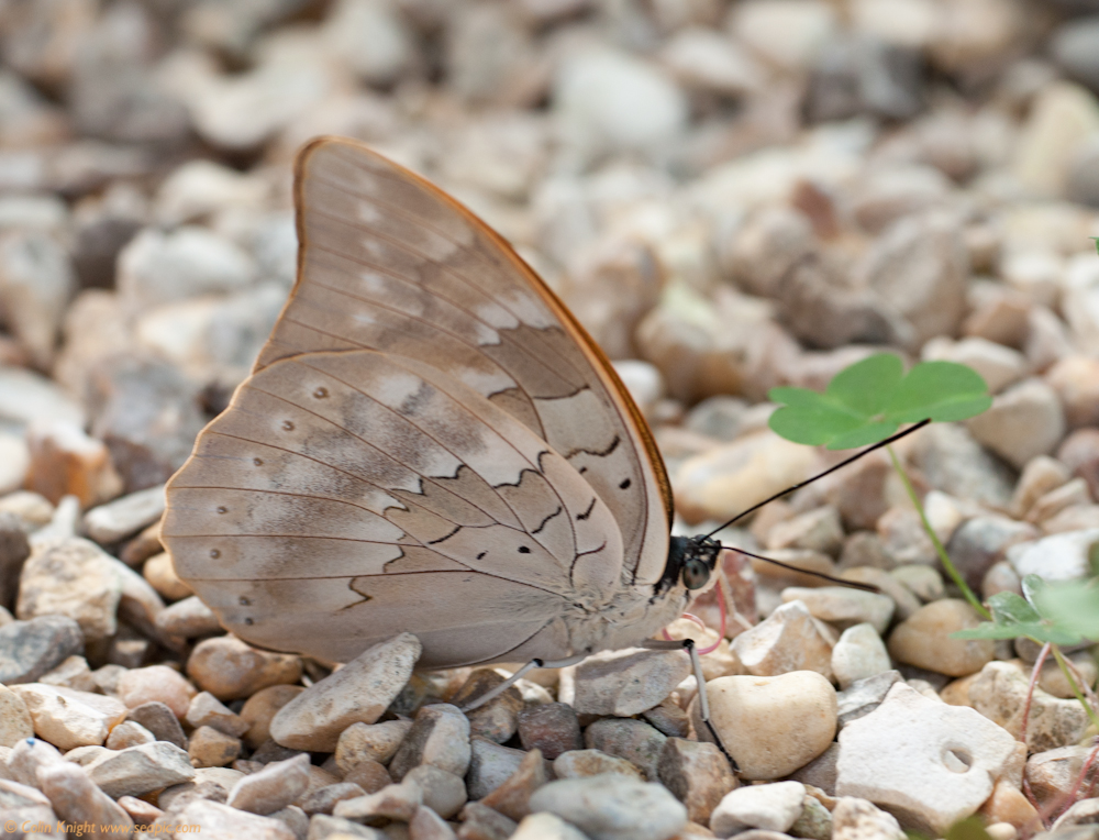 Postcards from Sussex: Tropical delights at Earnley