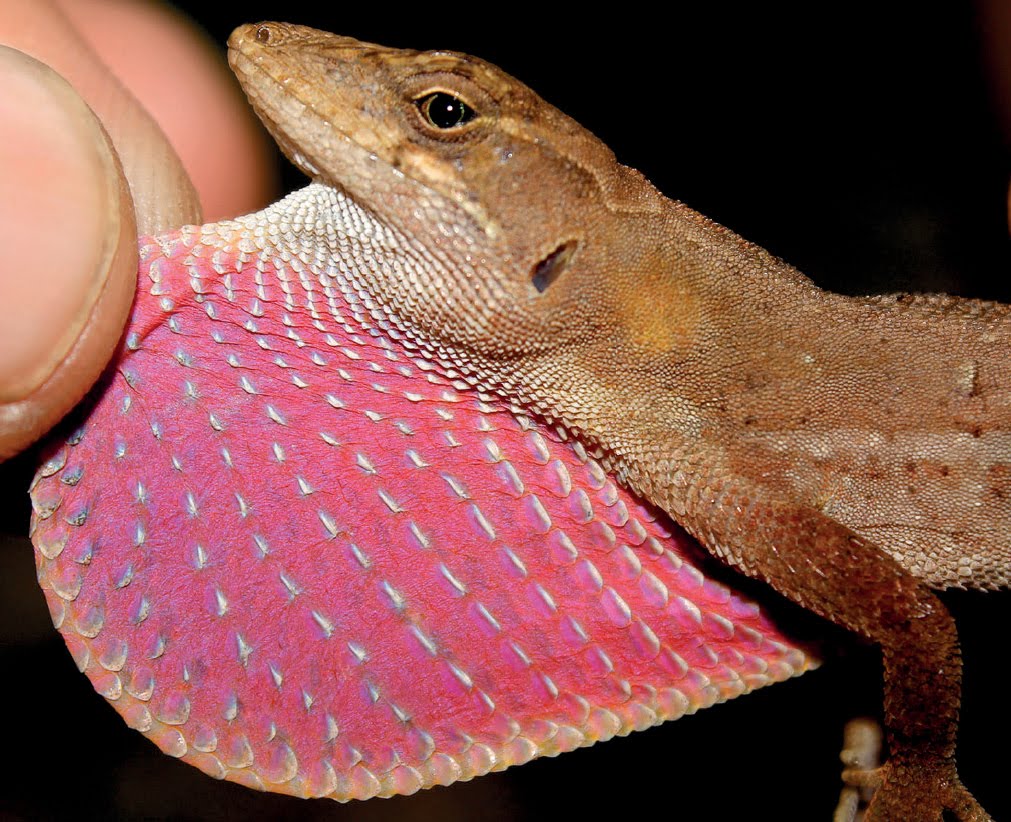 Species New to Science: [Herpetology • 2019] Norops brianjuliani • A ...