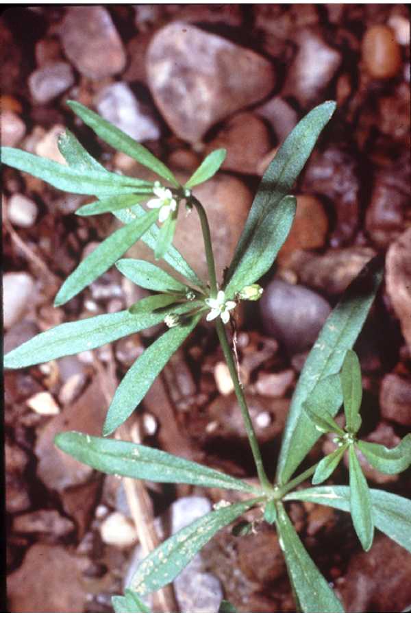 Plant World: Mollugo verticillata