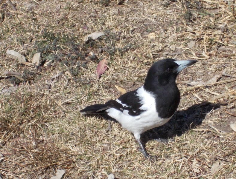 Inland Safaris: August 2014