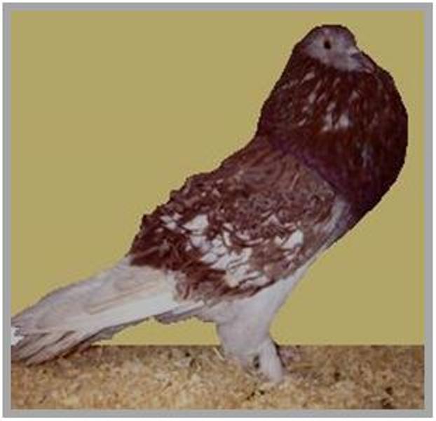 Dutch Curled Cropper | BD PIGEONS